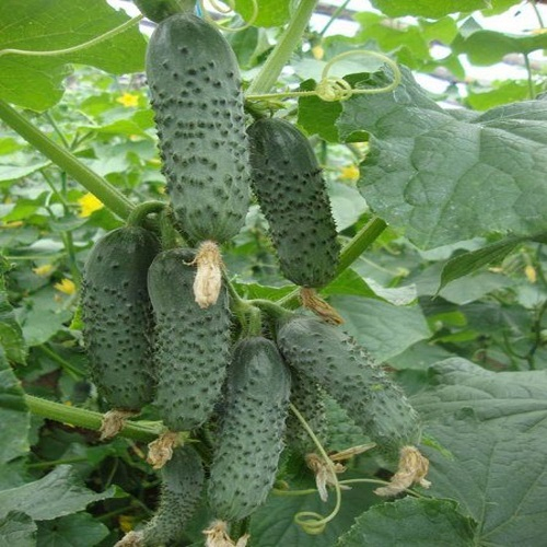 Seminte castraveti cornichon Balkan F1 (500 seminte)